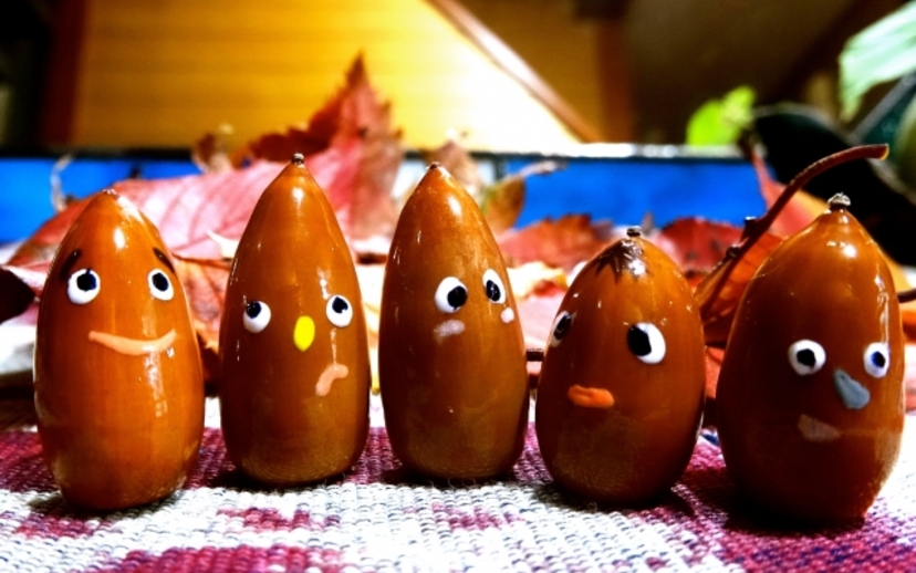 Comparing Acorns | yomu yomu